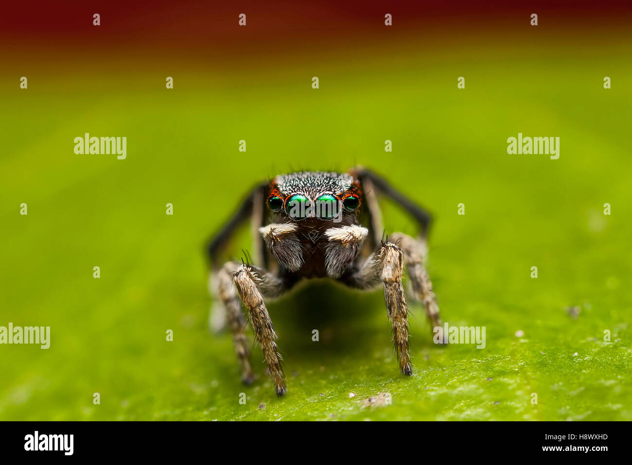 Peacock jumping spider male on a leaf - Australia Stock Photo - Alamy