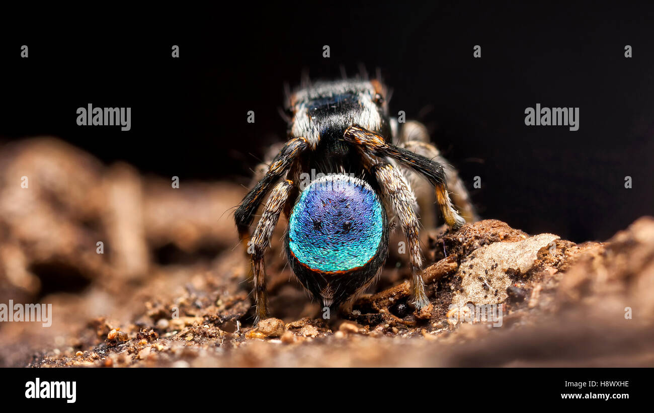 Male Peacock Spider showing his colorful abdomen - Australia Stock ...