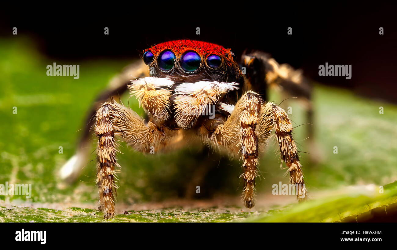 Peacock Jumping Spiders