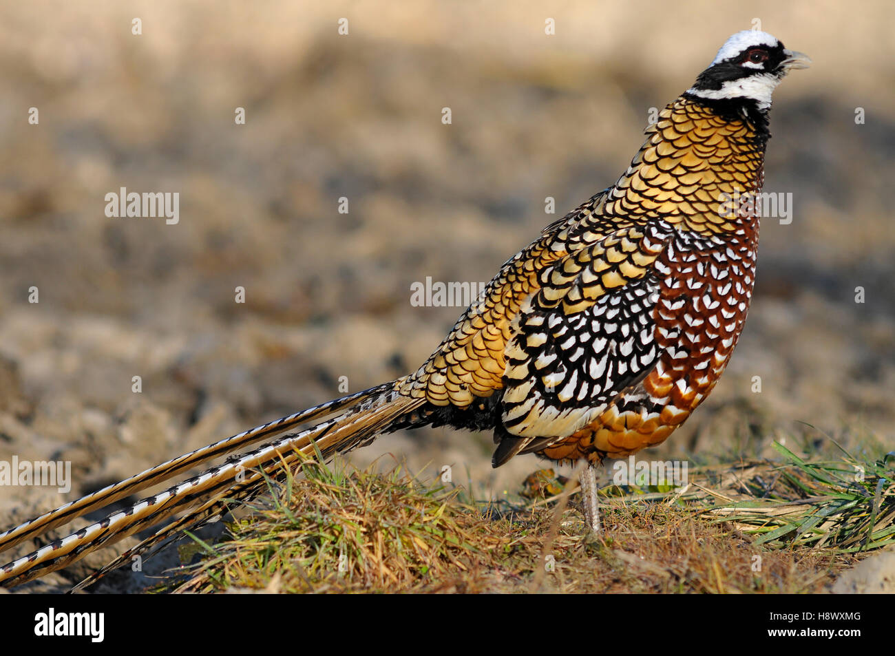 Reeves's Pheasant male - France Stock Photo - Alamy