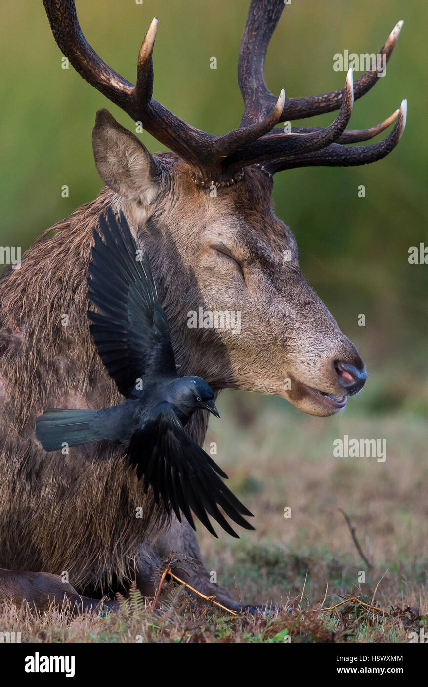 Deer Laying Down Stock Photos & Deer Laying Down Stock Images - Alamy