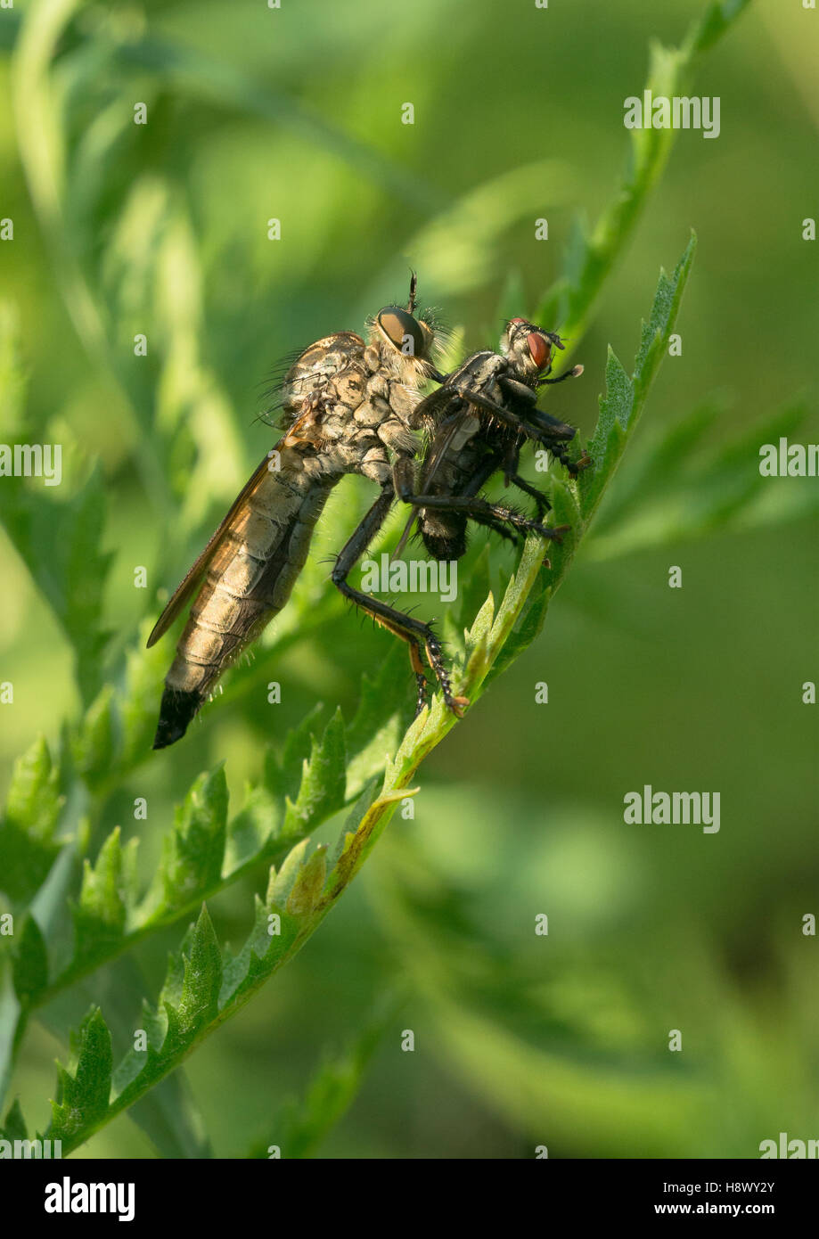 Robber Fly female eating a Flesh Fly - France Stock Photo - Alamy