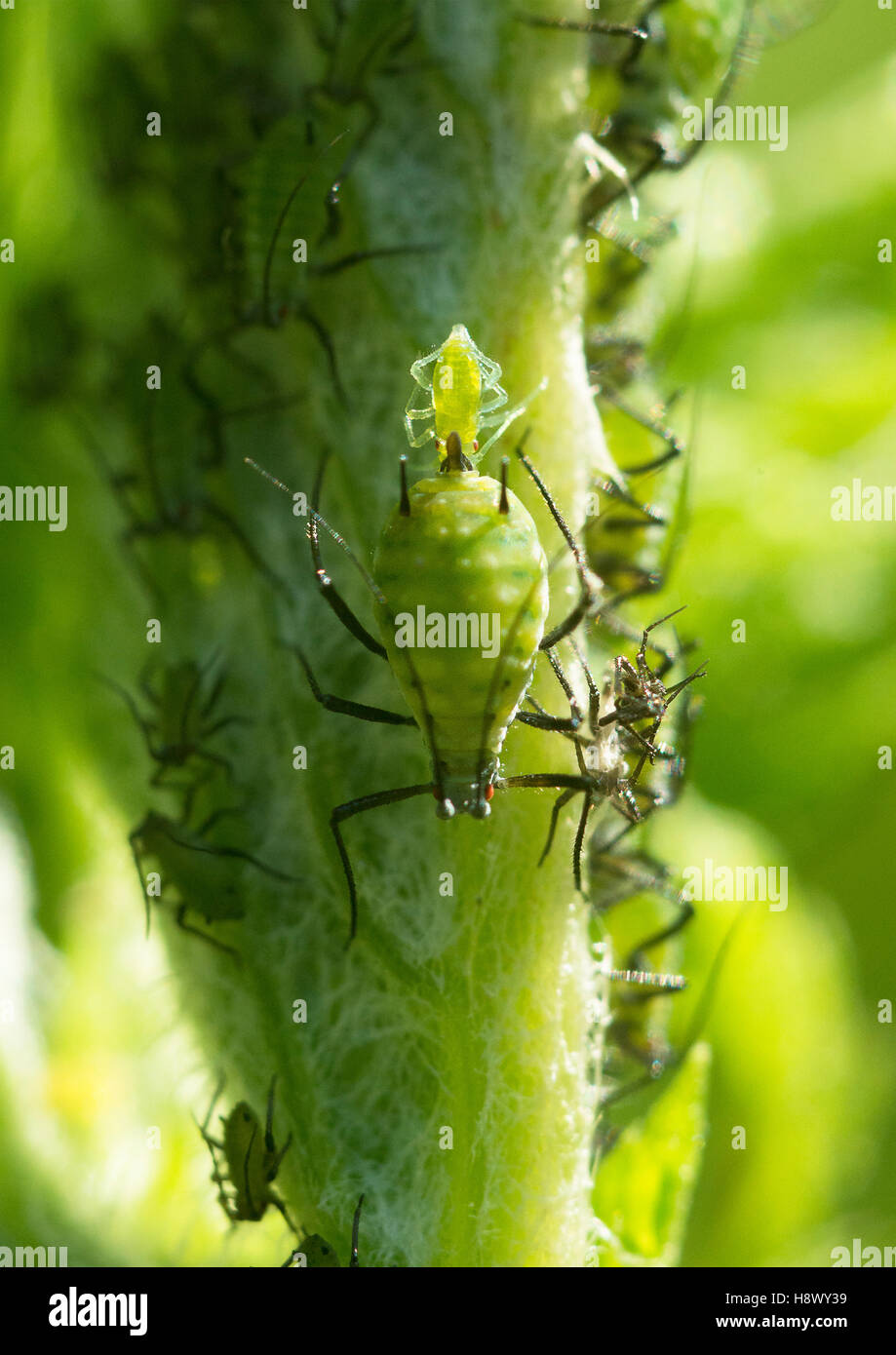 Birth of aphid - France Stock Photo - Alamy