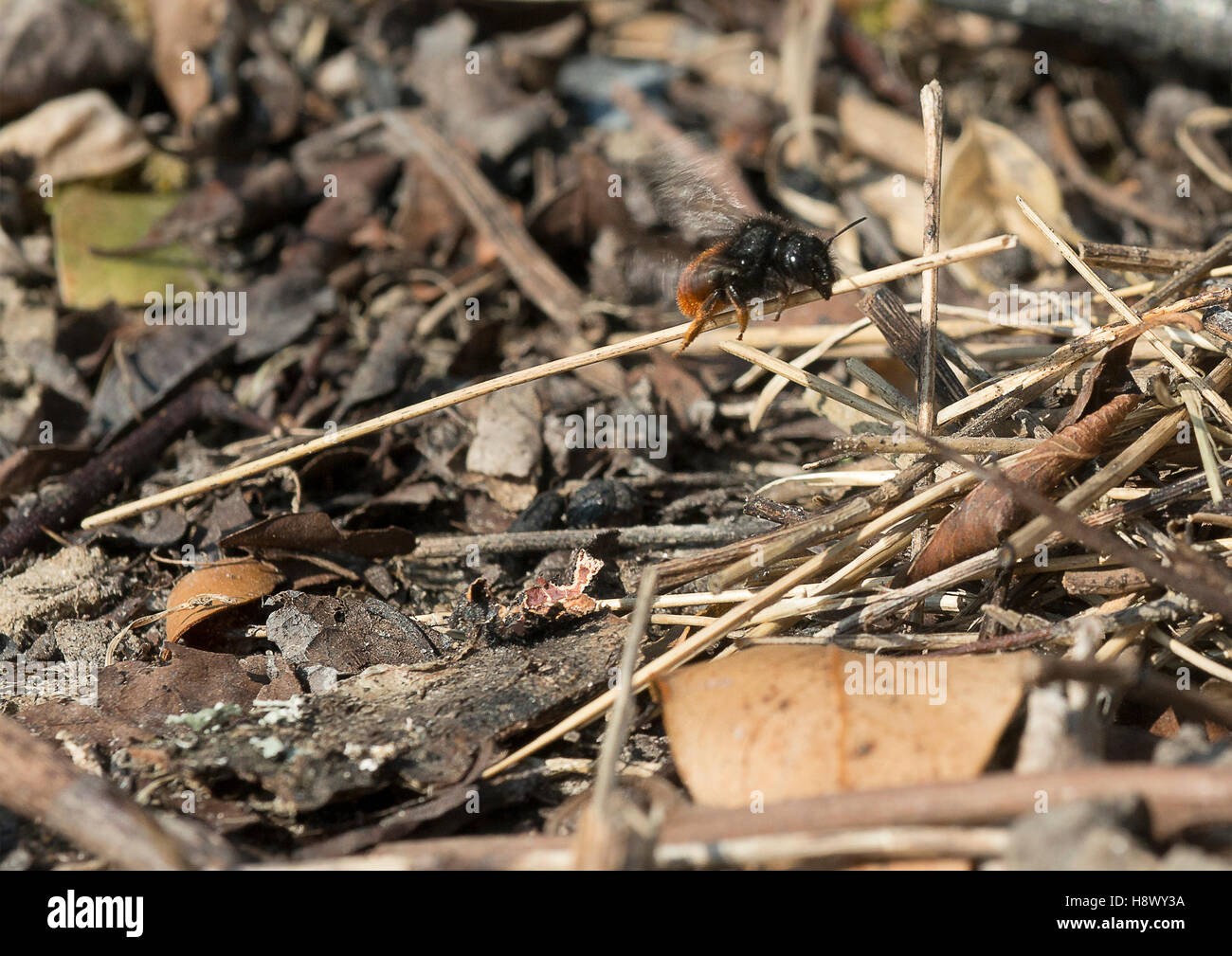 Red-tailed Mason-Bee carrying twigs during spawning Stock Photo - Alamy