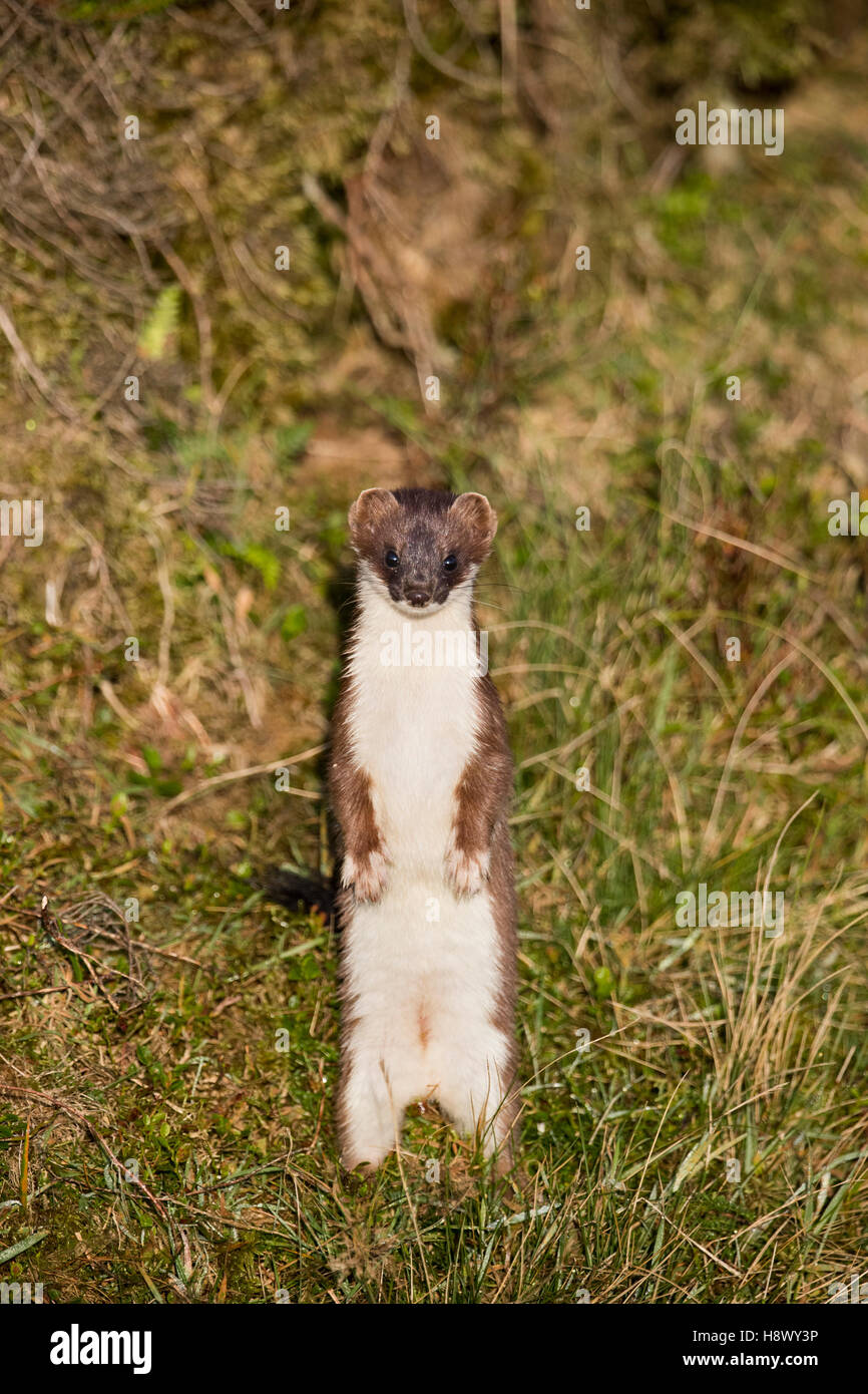 Stand standing posture hi-res stock photography and images - Alamy
