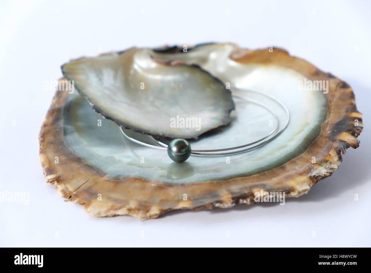 Tahitian black pearl jewel mounted in a shell Stock Photo - Alamy