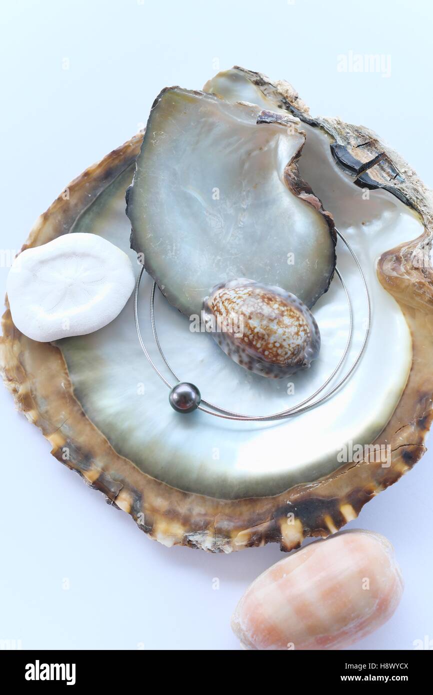 Tahitian black pearl jewel mounted in a shell Stock Photo - Alamy