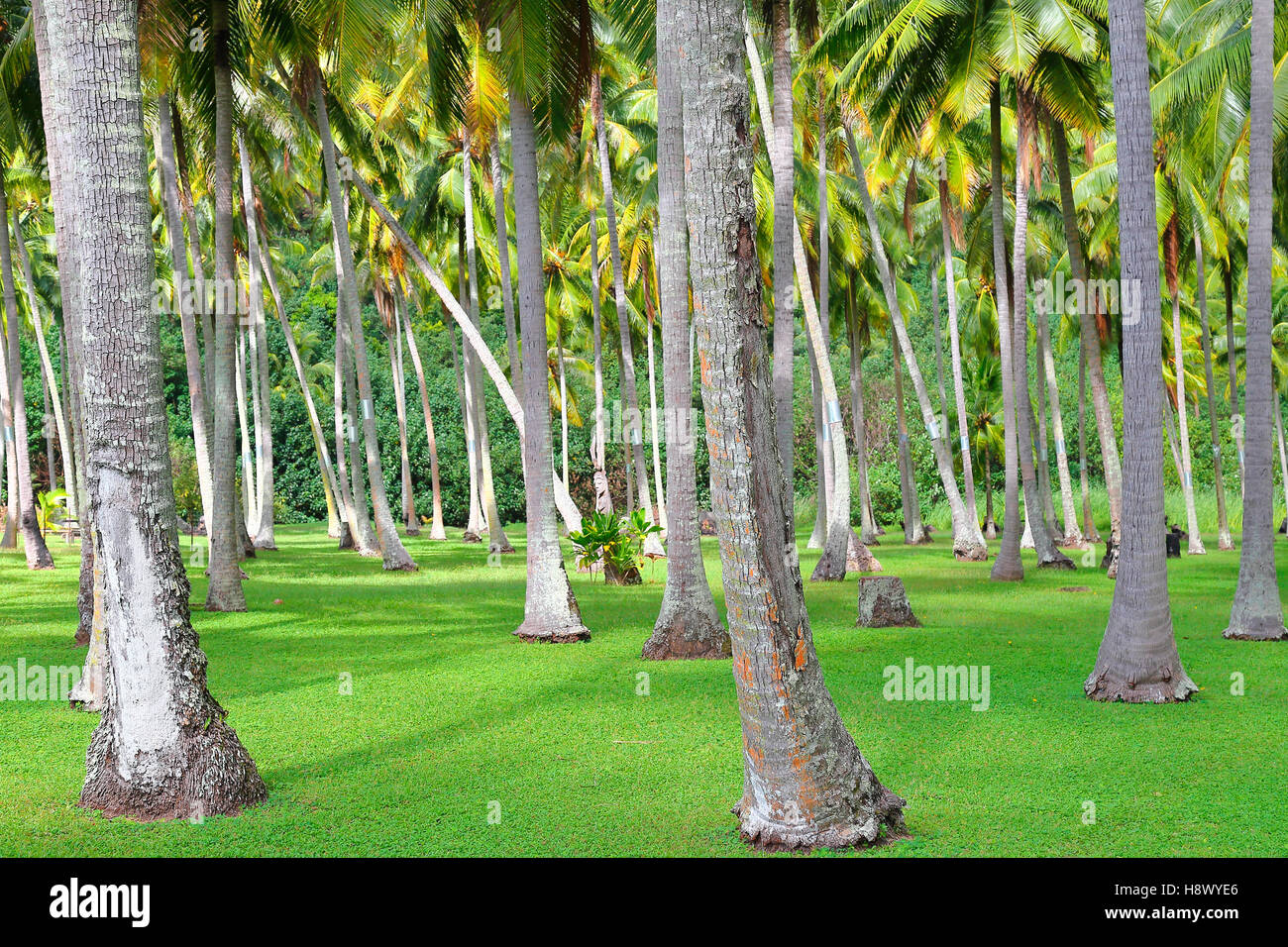 Coconut tree plantation - Moorea French Polynesia Stock Photo - Alamy