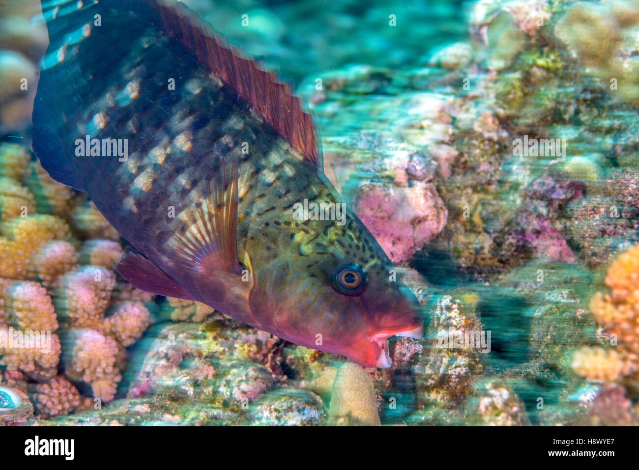 Parrotfish Eating High Resolution Stock Photography and Images - Alamy
