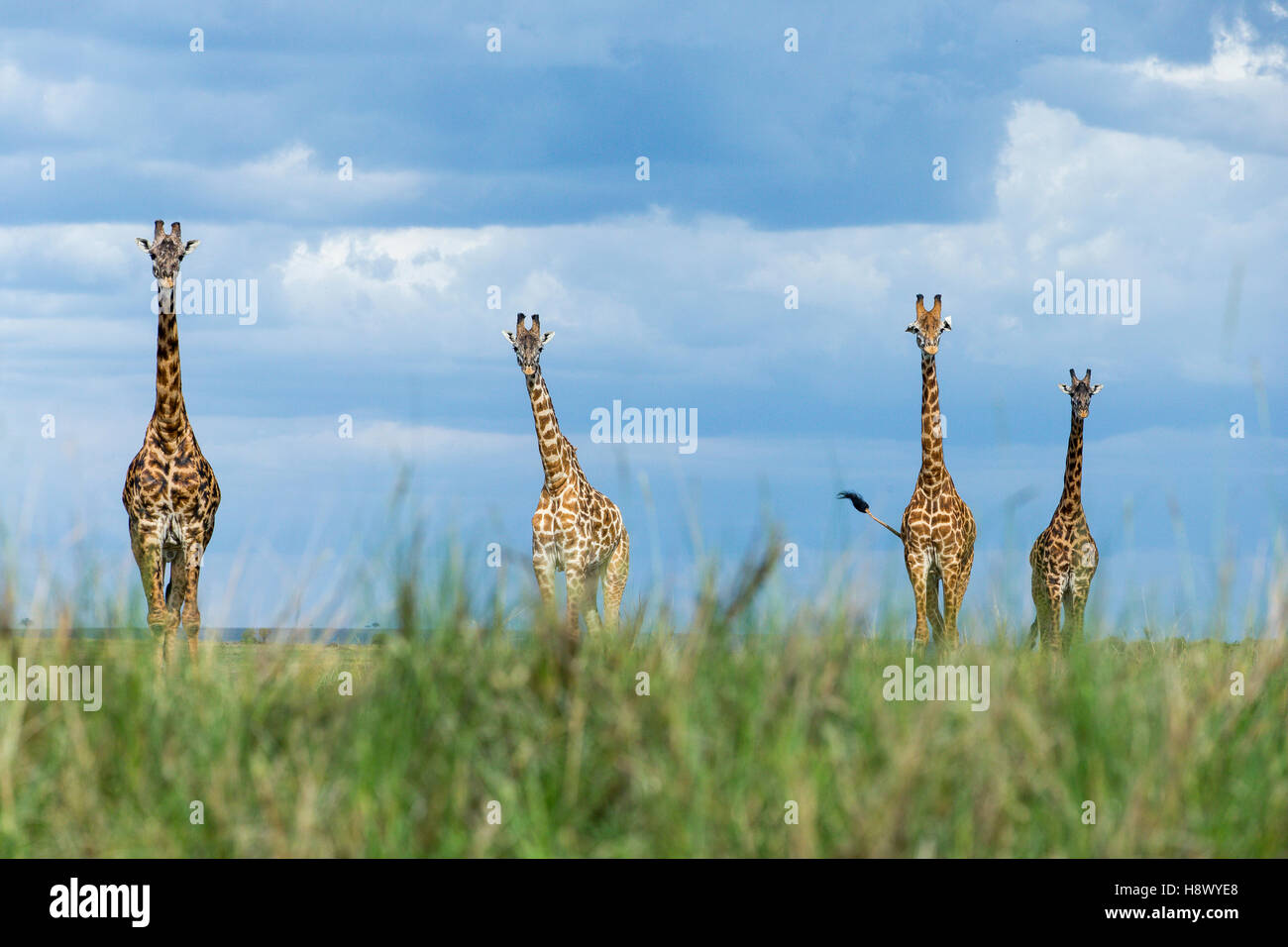Masai Giraffes in the savanna - Masai Mara Kenya Stock Photo - Alamy