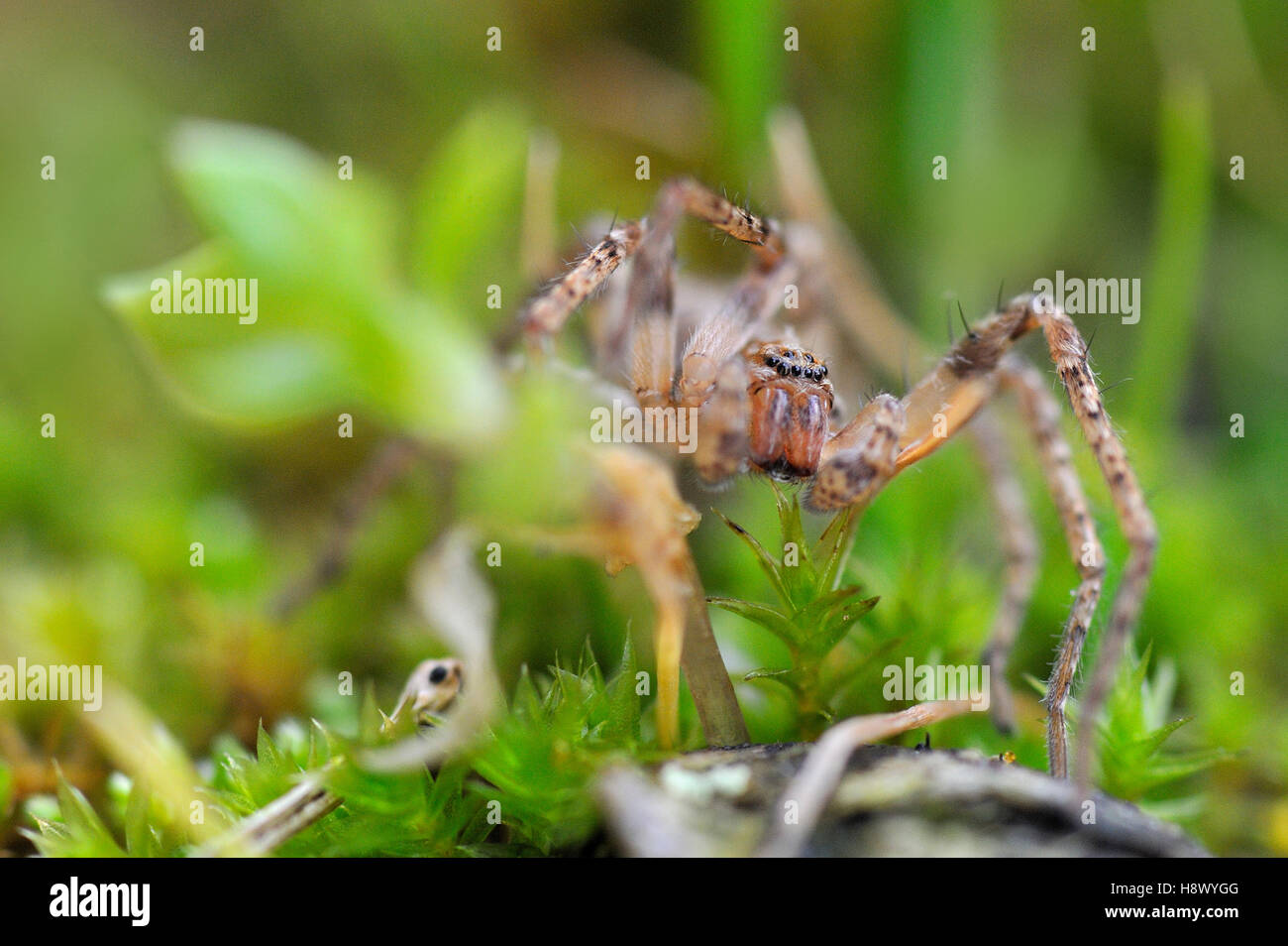 Labyrinth spider - France Stock Photo - Alamy