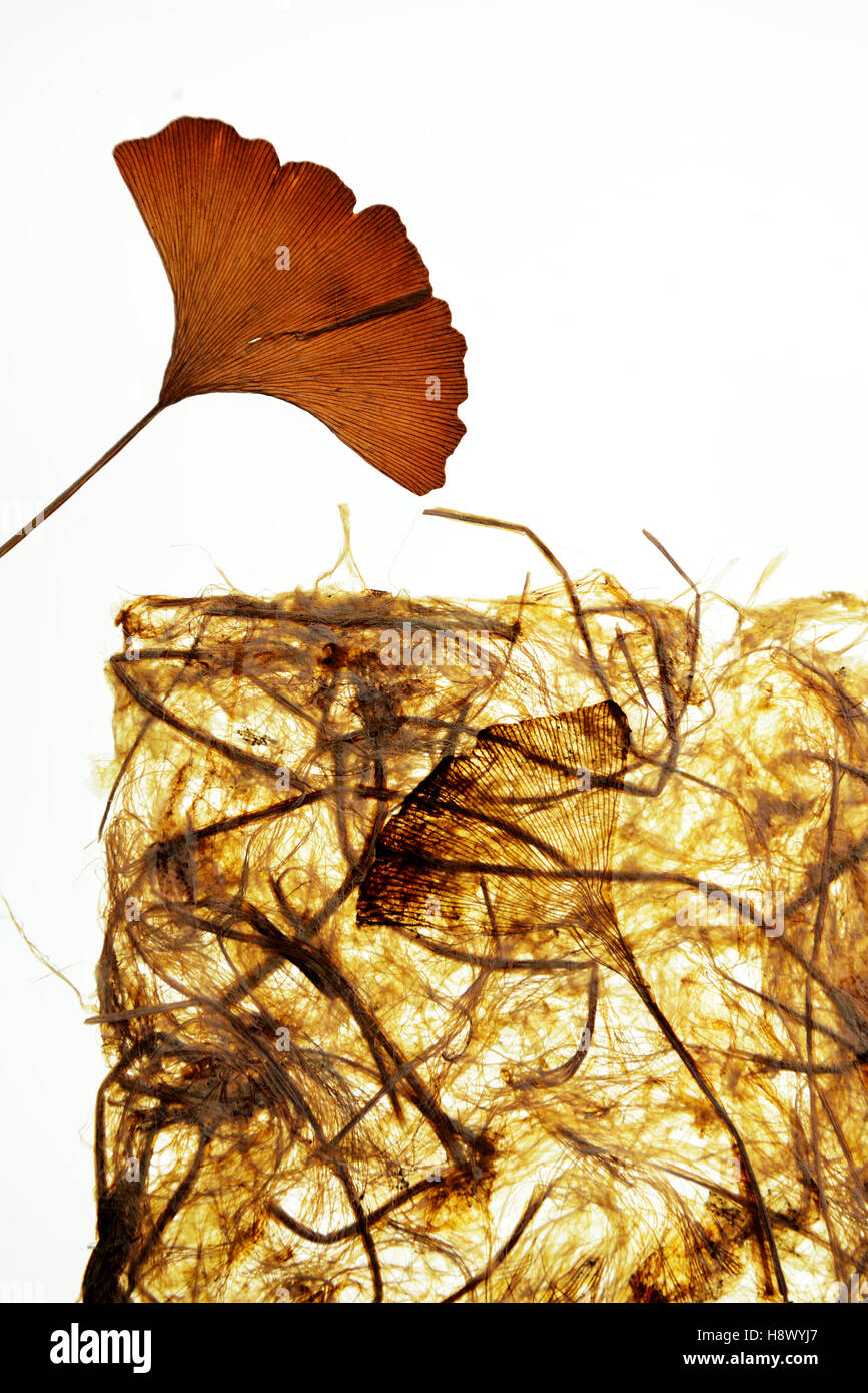 Gingko leaf and paper on white background - France Stock Photo - Alamy