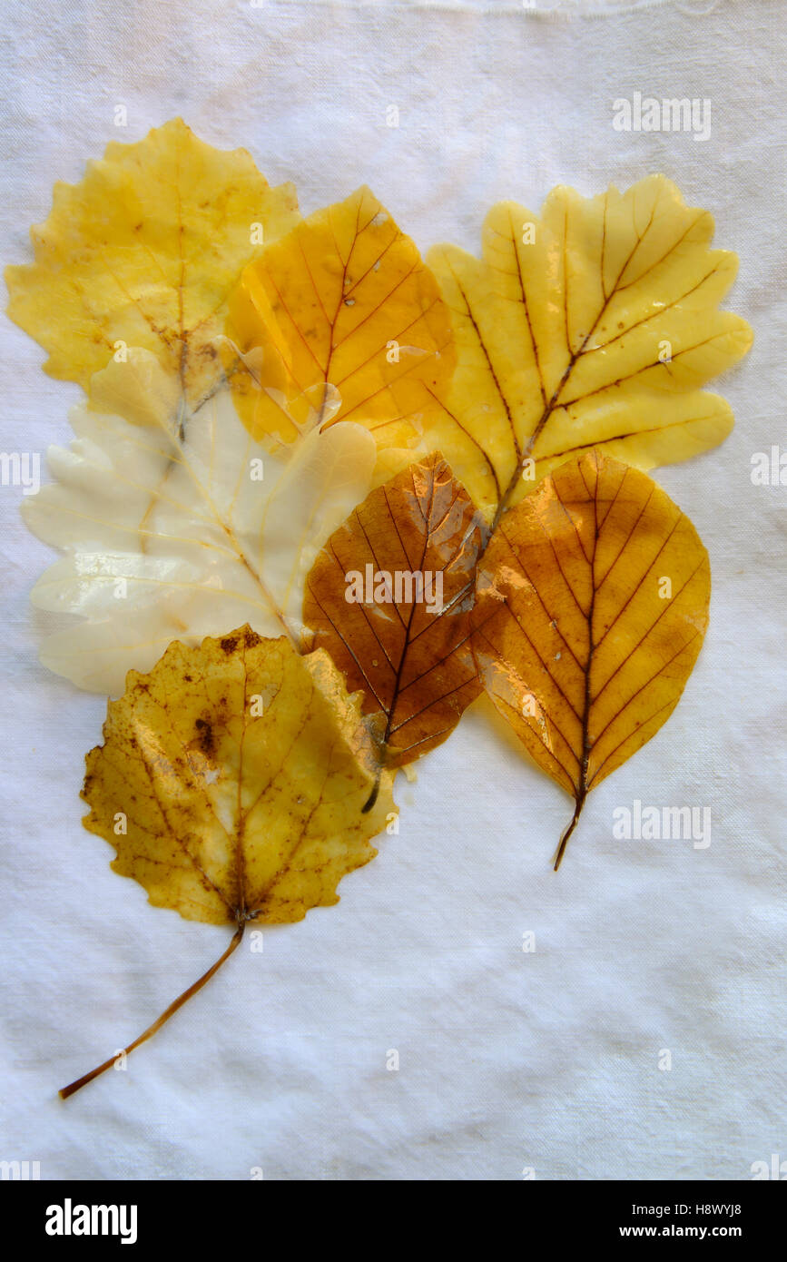 Leaves of Oak Aspen and Beech before pressing Stock Photo - Alamy