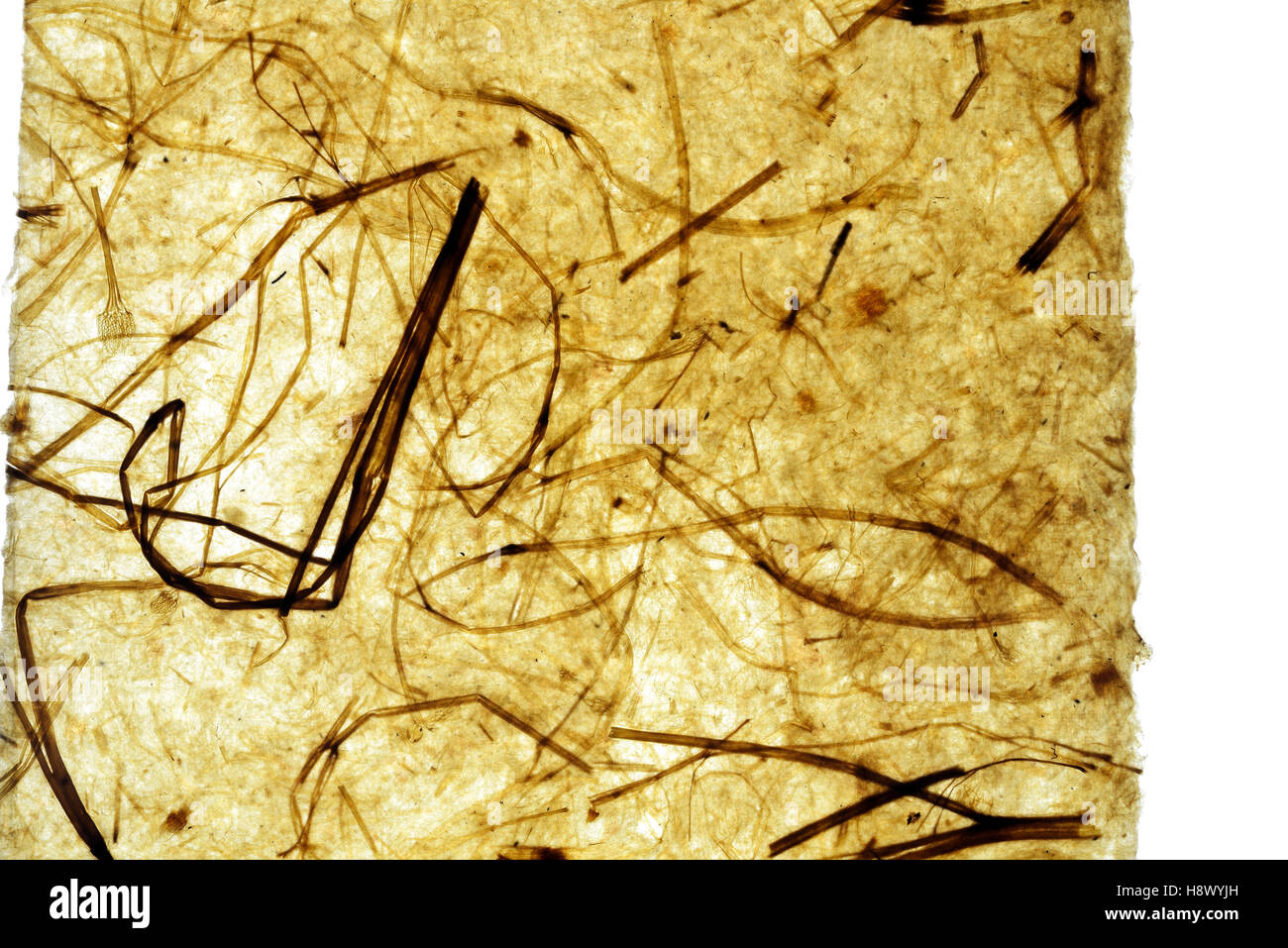 Paper plant wheat straw-based - France Stock Photo - Alamy