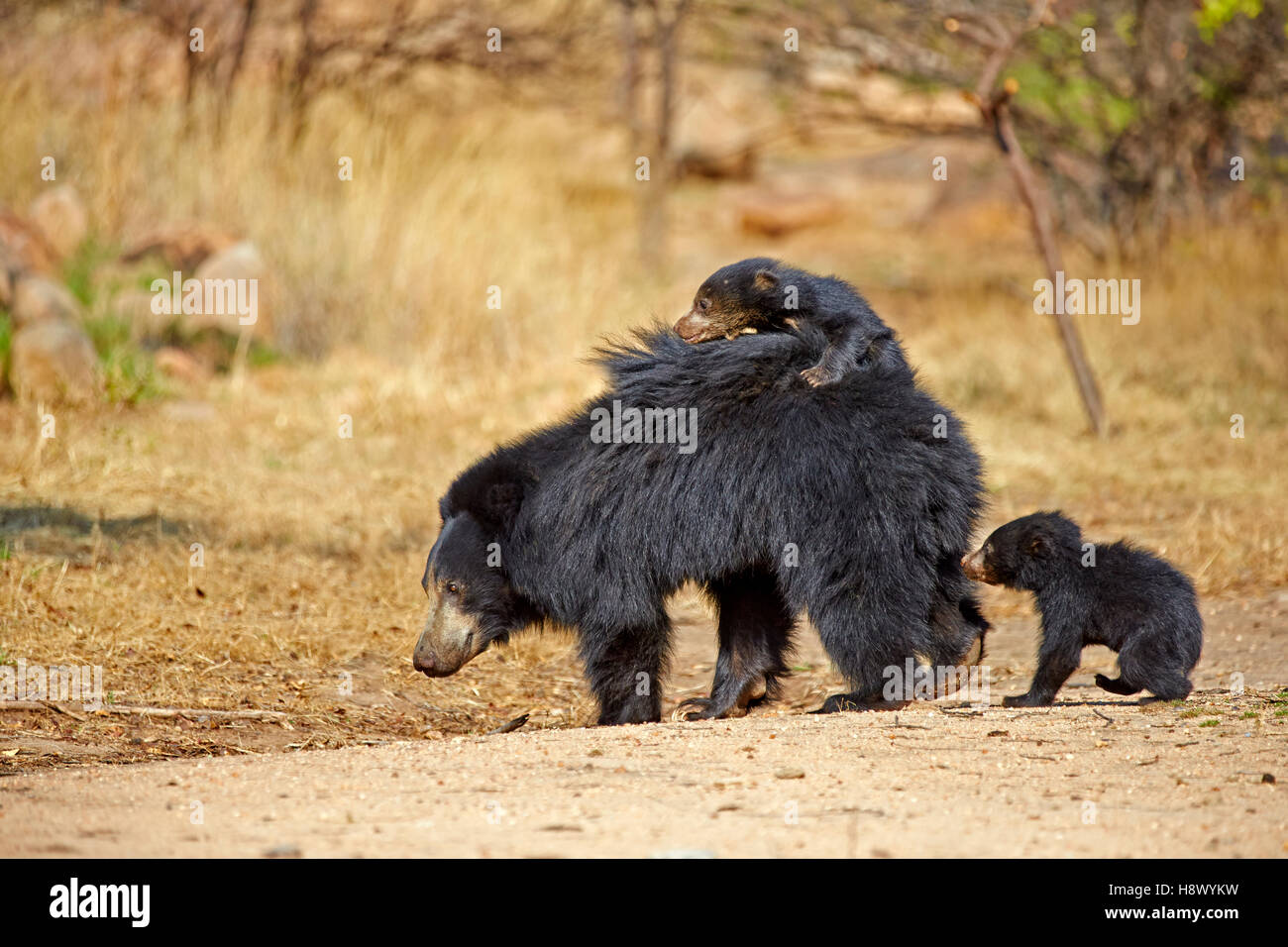 Sloth bear and youngs - Sandur Mountain Range India Stock Photo - Alamy