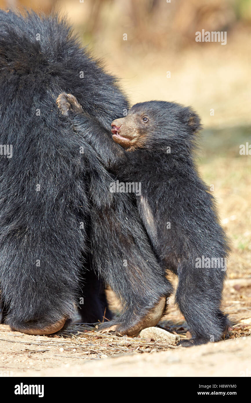 Sloth bear bear hi-res stock photography and images - Alamy
