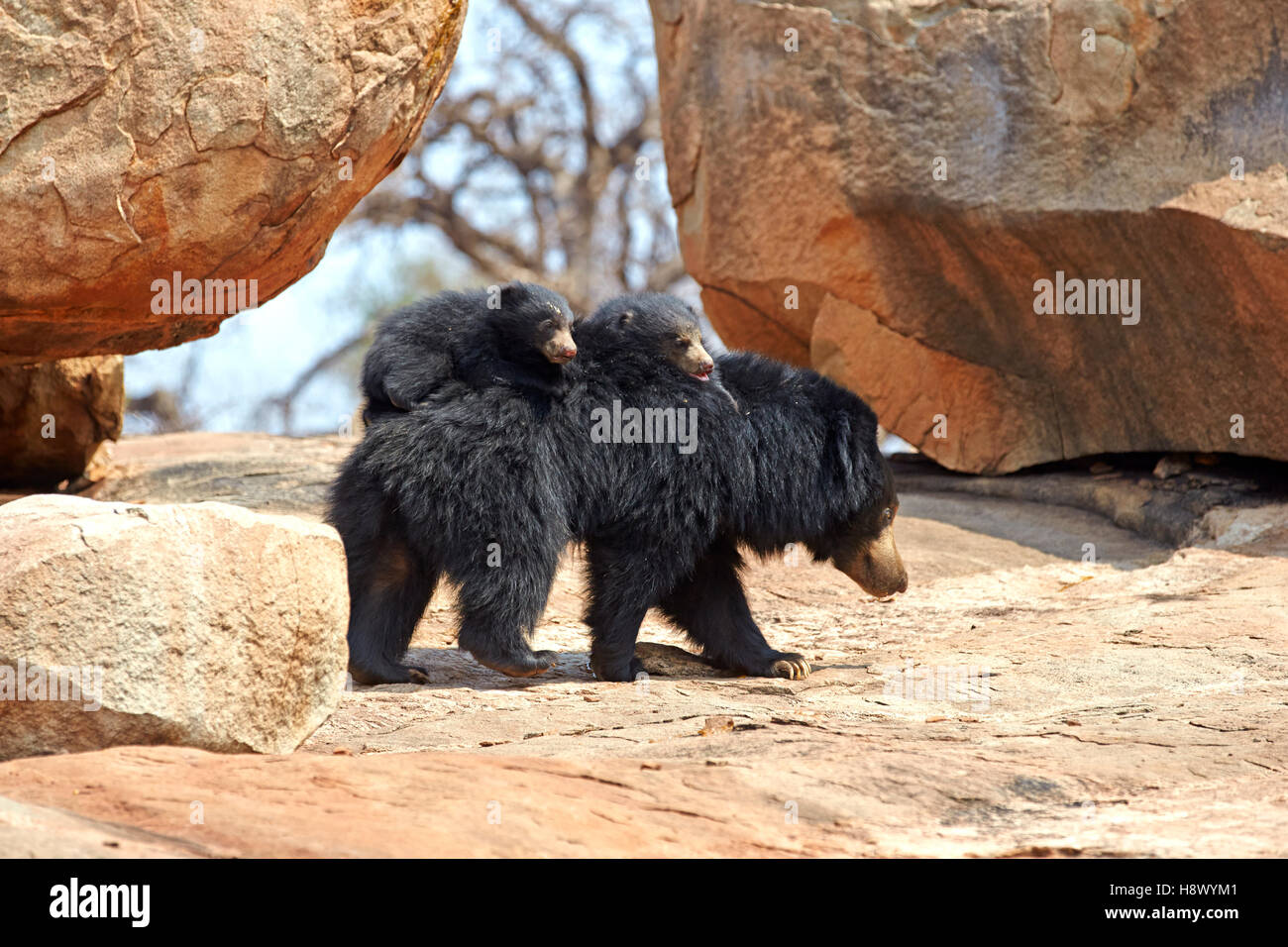 Sloth bears and youngs - Mountain Sanduru India Stock Photo - Alamy