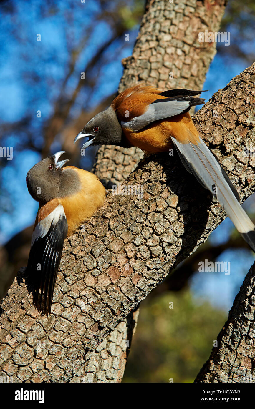 Rufous Treepies on a branch - Ranthambore India Stock Photo - Alamy