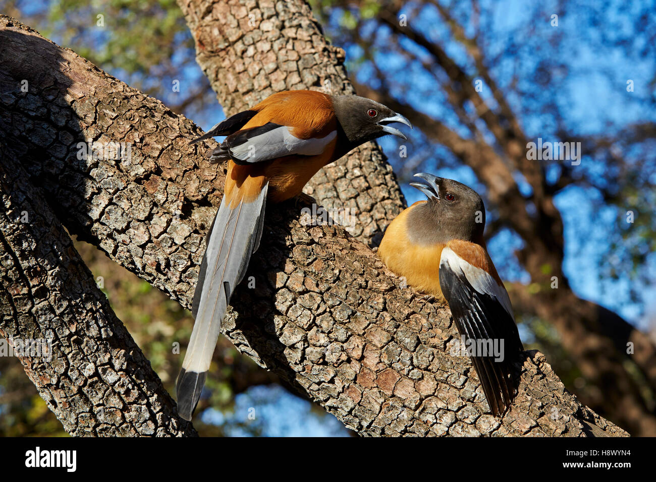 Treepies of india hi-res stock photography and images - Alamy