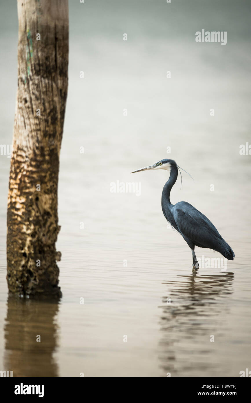 Western Reef Heron in the water - Mar Lodj Island Senegal Stock Photo ...
