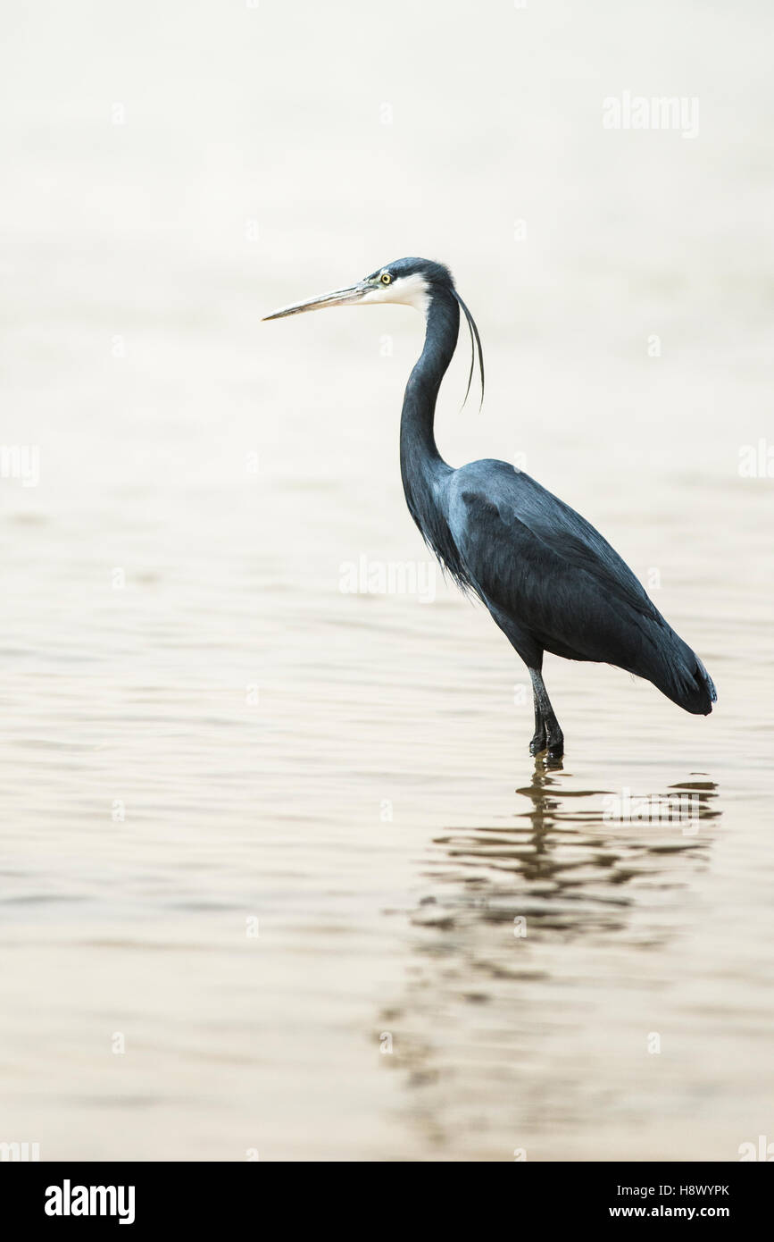 Western Reef Heron in the water - Mar Lodj Island Senegal Stock Photo ...