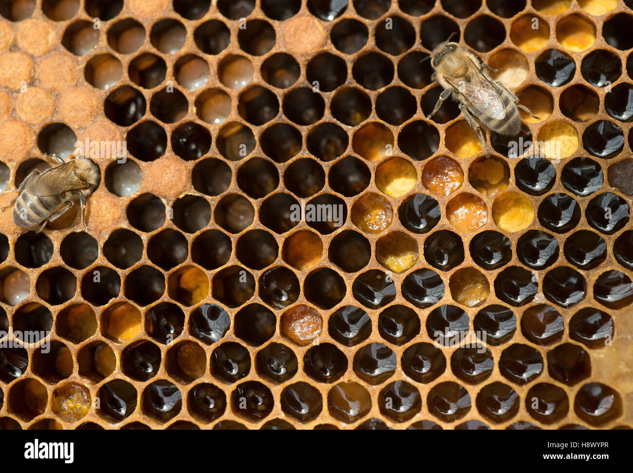 Alveoles hi-res stock photography and images - Alamy