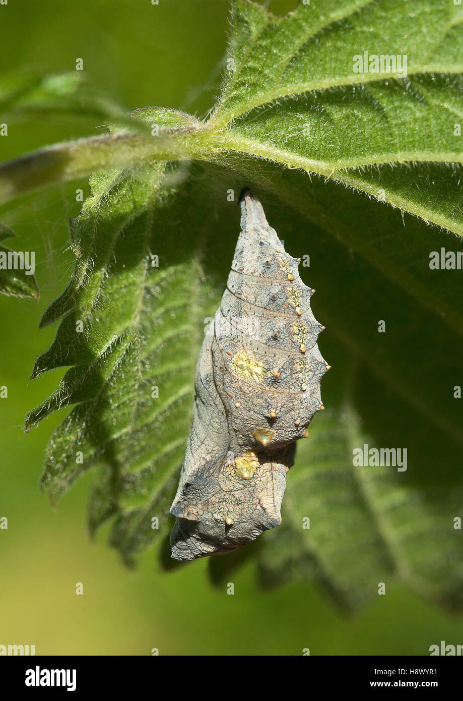 Red Admiral Chrysalis under a leaf Nettle - France Stock Photo - Alamy