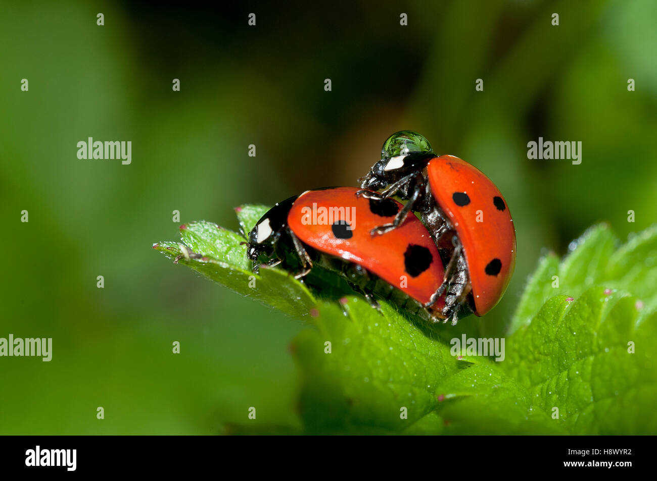 Sevenspotted lady bug mating - France Stock Photo - Alamy