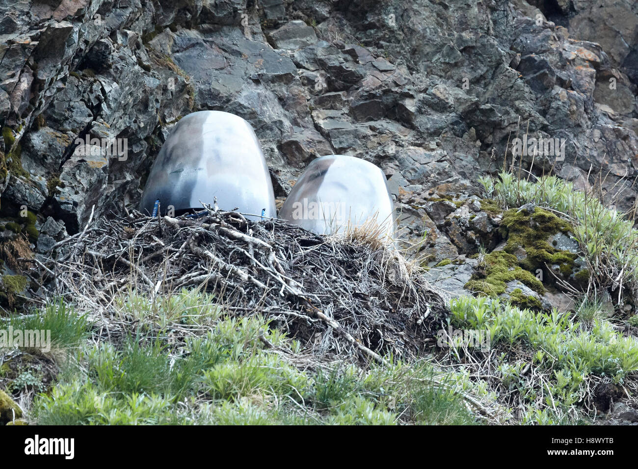 Device preventing Eagles nest - Denali Alaska Stock Photo - Alamy