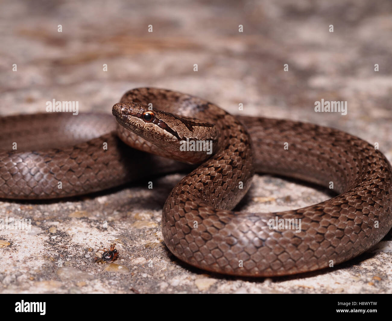 Coronella austriaca young hi-res stock photography and images - Alamy