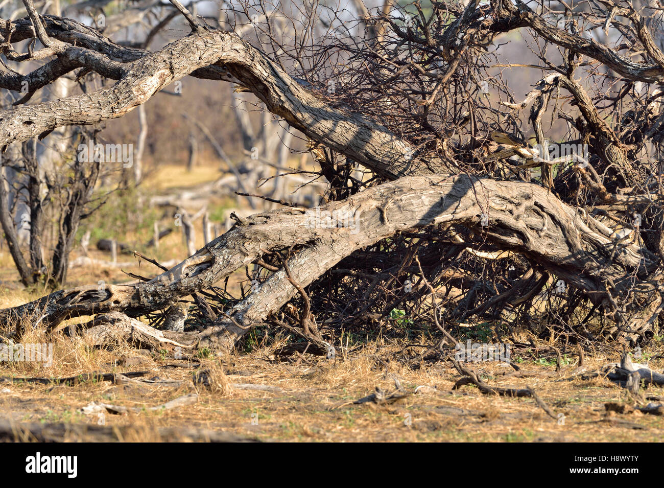 Young Leopard in a fallen tree - Khwai Botswana Stock Photo - Alamy
