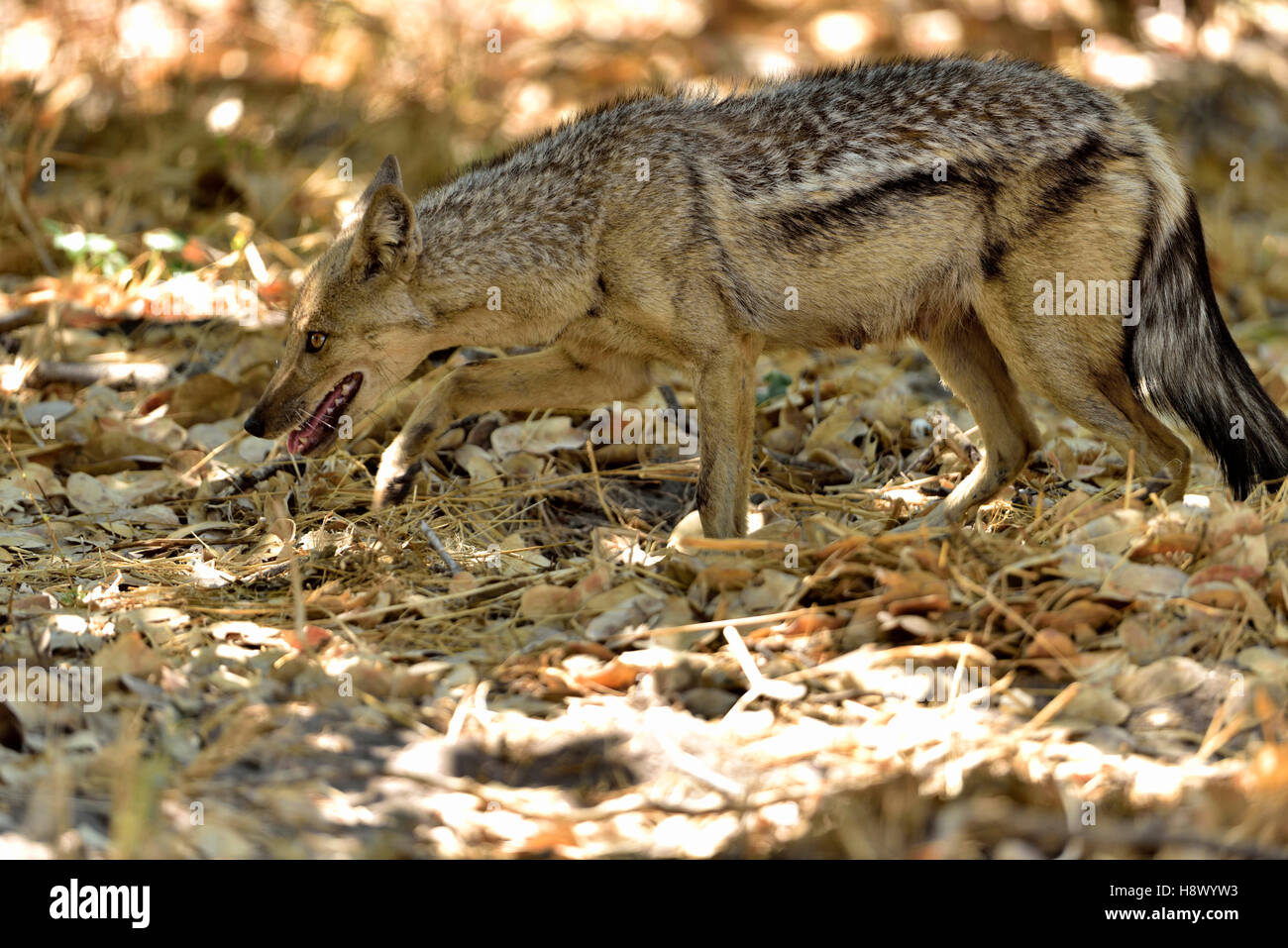 Female side-striped Jackal walking - Savuti Botswana Stock Photo - Alamy