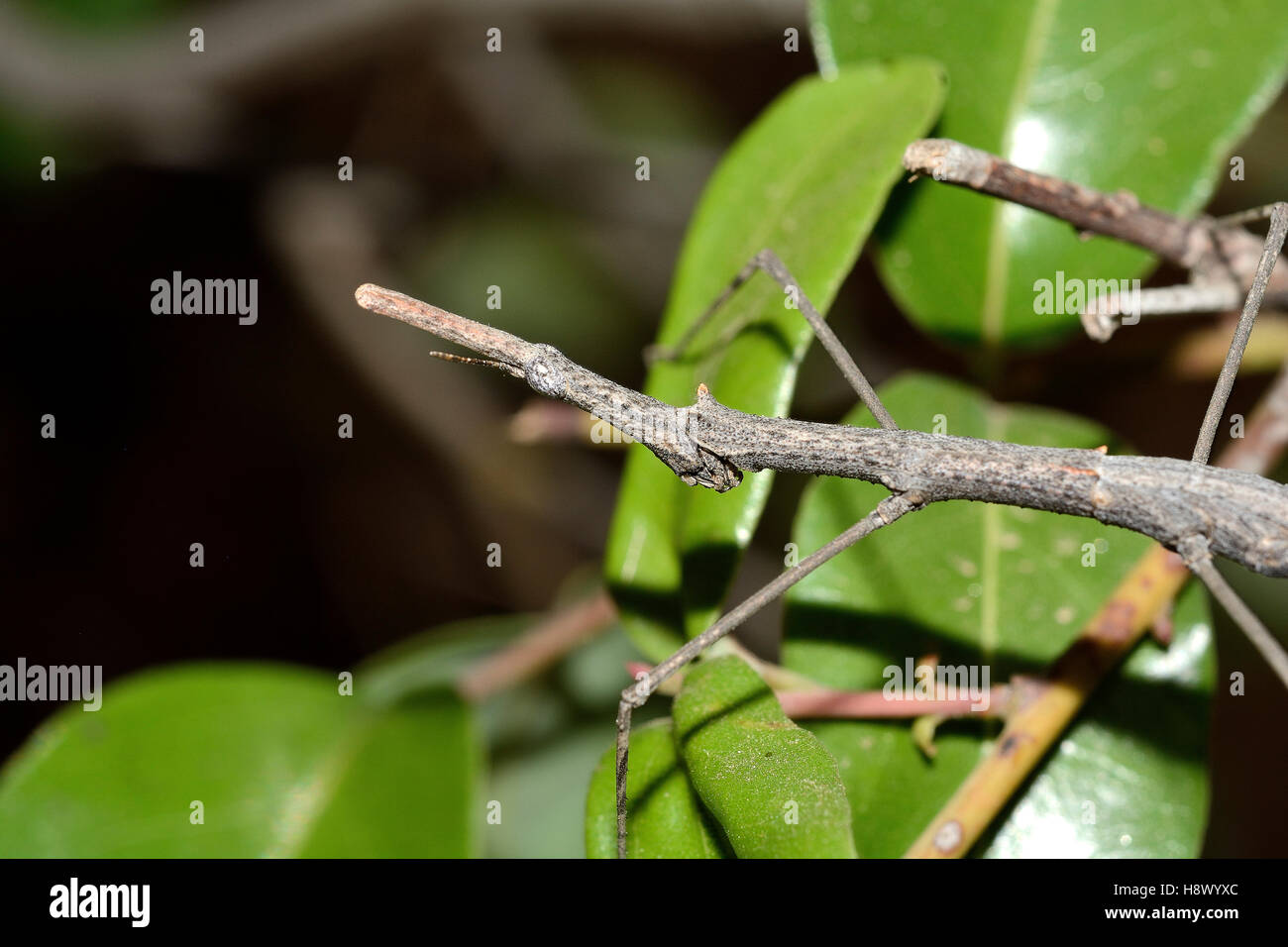 Locust-stick insect on leaves - Chile La Campana Stock Photo - Alamy