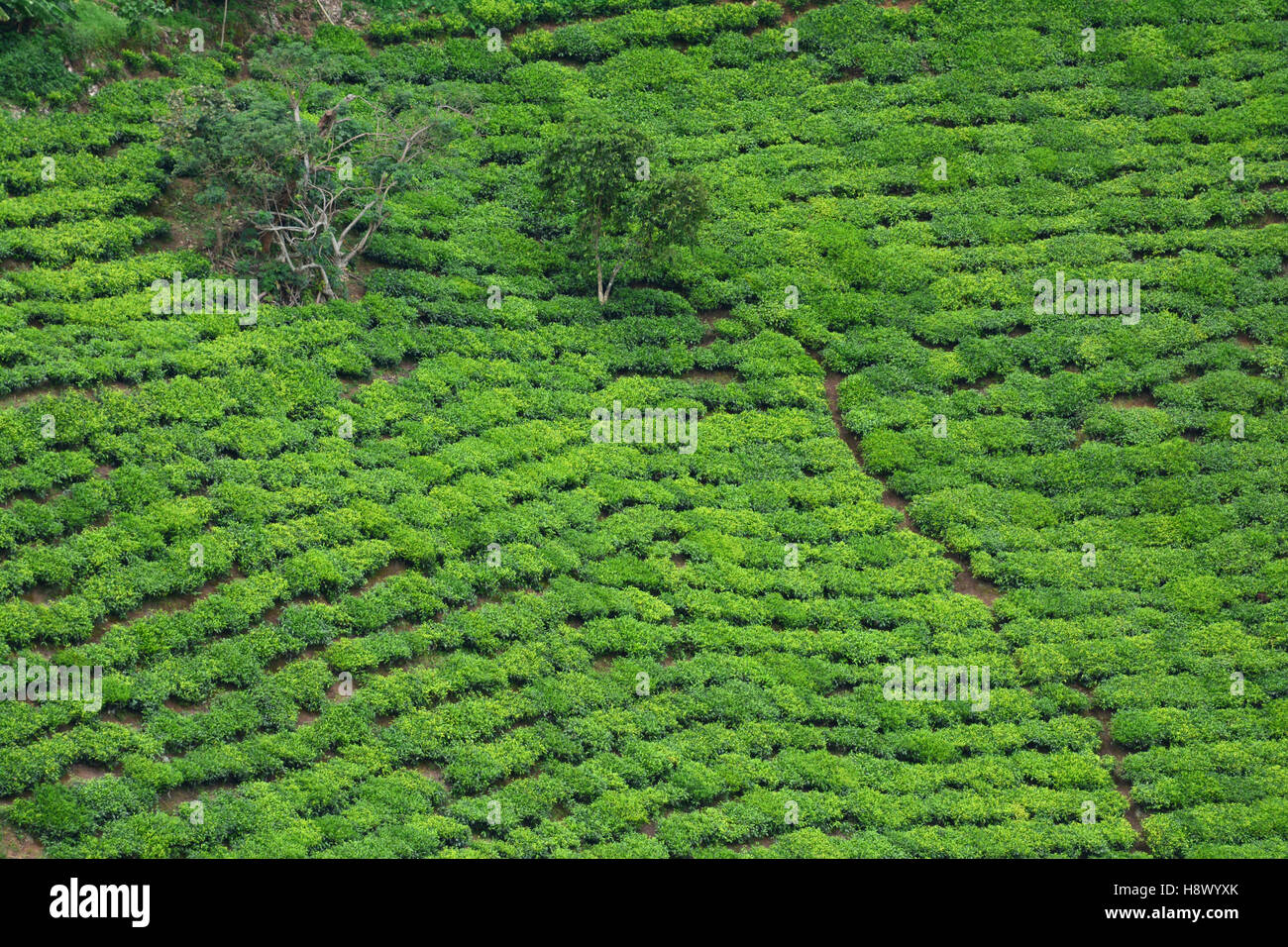 Tea Plantation - Fort Portal Uganda Stock Photo - Alamy