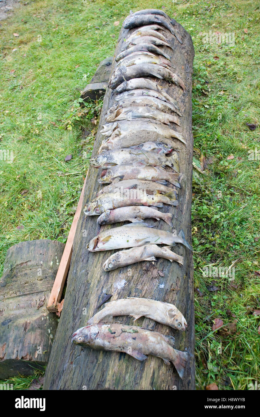 Sick fish of the polluted river Dessoubre - France Stock Photo - Alamy