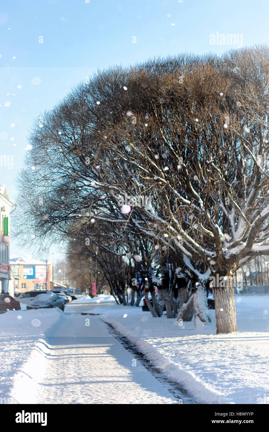 street tree wood pedestrian winter Stock Photo - Alamy