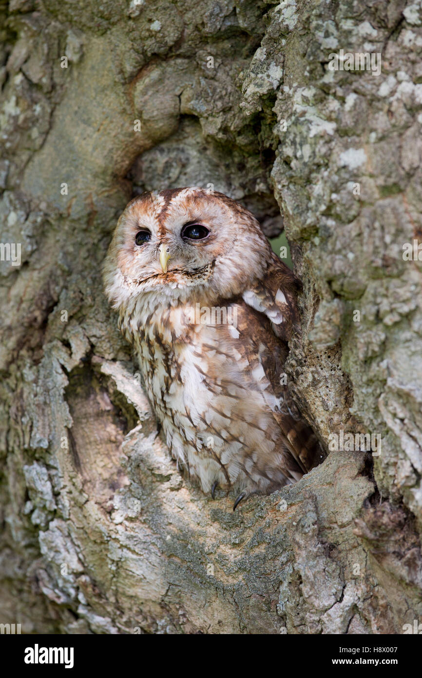 Owl Tree Hole High Resolution Stock Photography and Images - Alamy