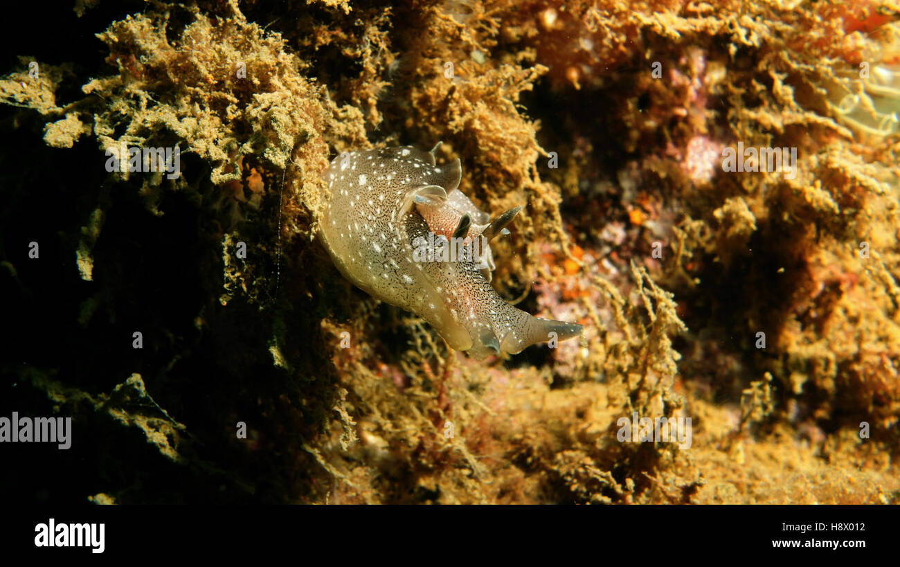 Sea Hare on Scapa Flow wreck - Orkney Scotland Stock Photo - Alamy