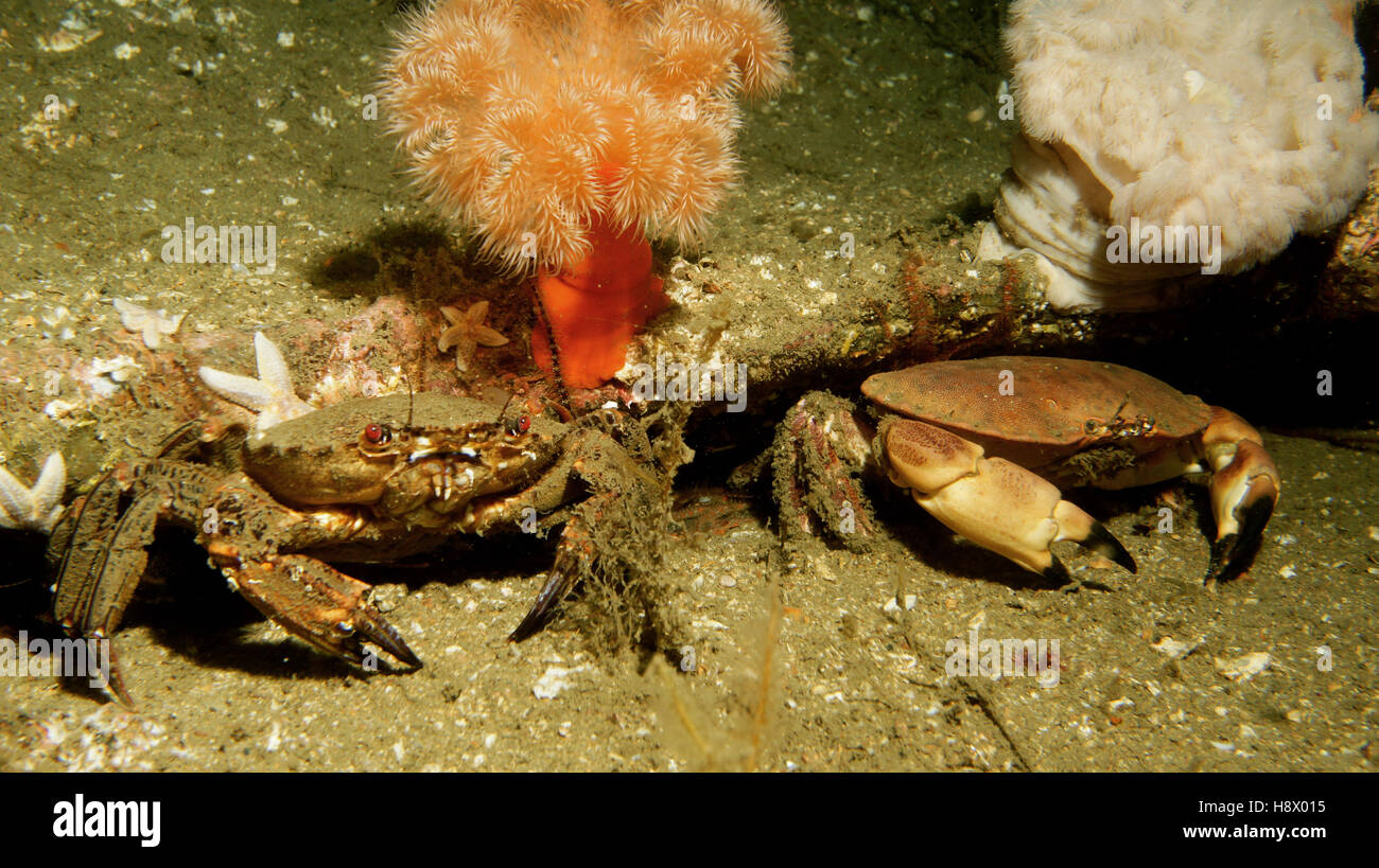 Velvet Swimming Crab and Edible Crab - Orkney Scotland Stock Photo - Alamy