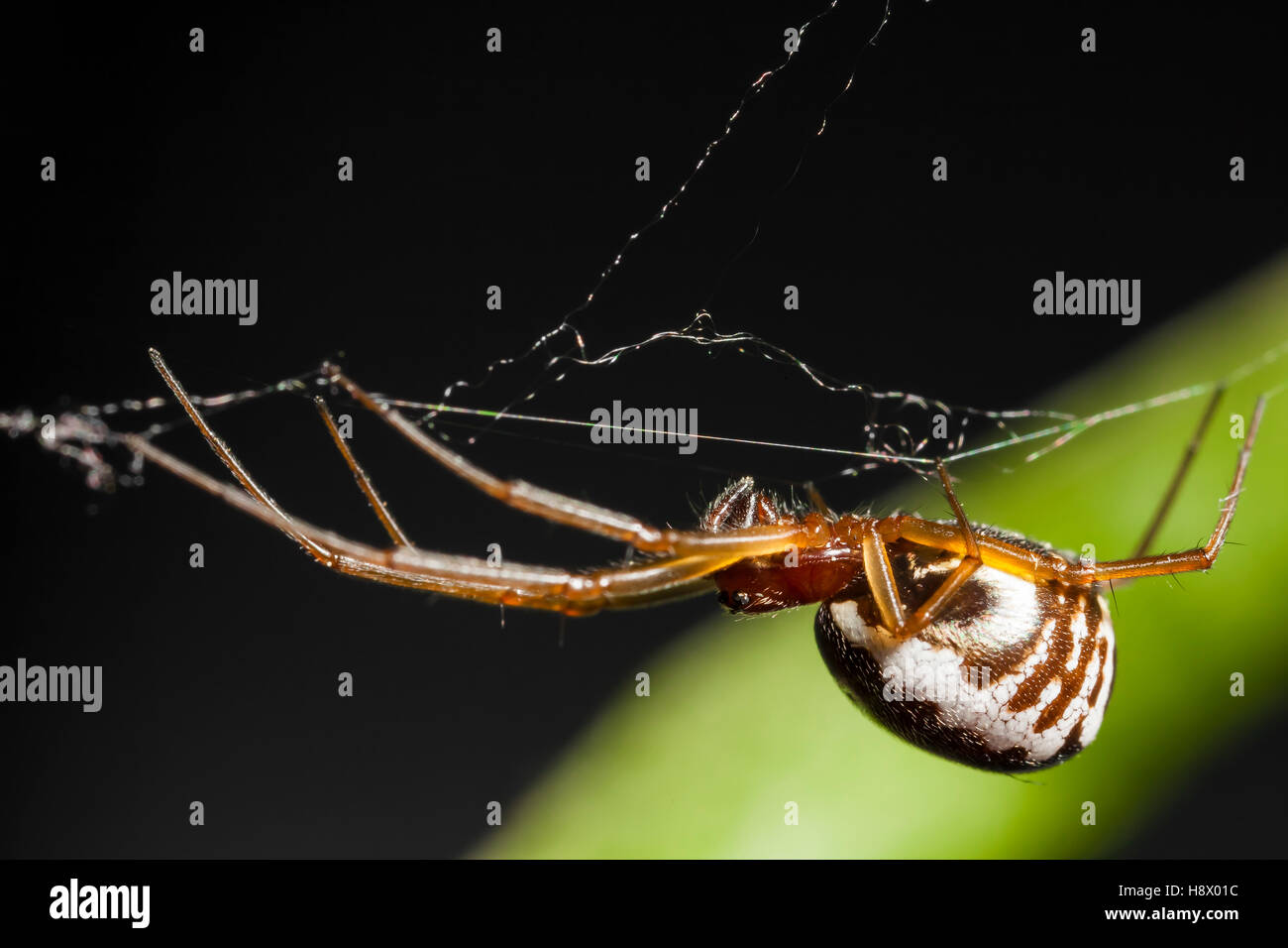 Sheet web hi-res stock photography and images - Alamy