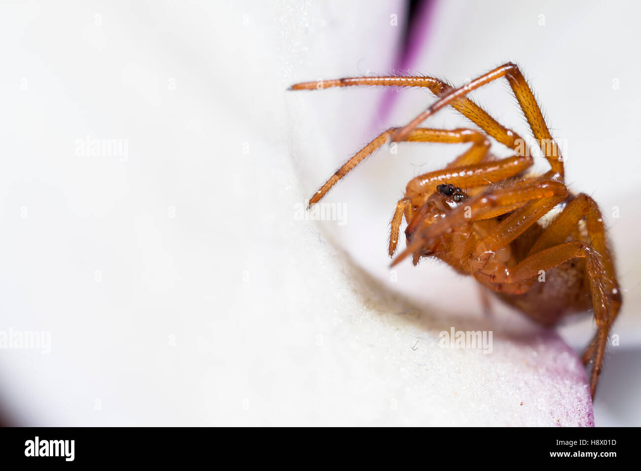 Linyphiidae spider hi-res stock photography and images - Alamy