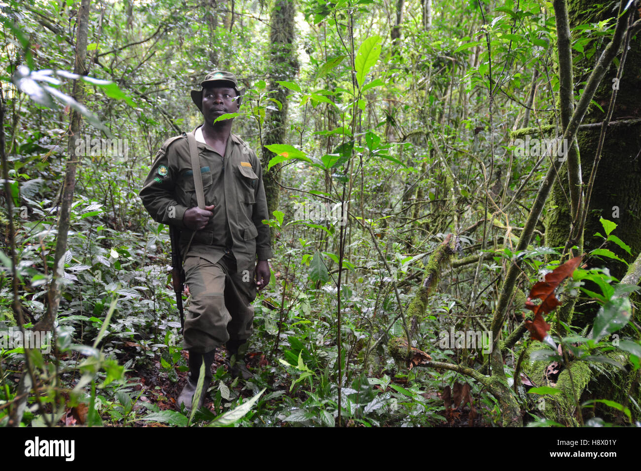 Ranger in the Bwindi Impenetrable Forest - Uganda Stock Photo - Alamy