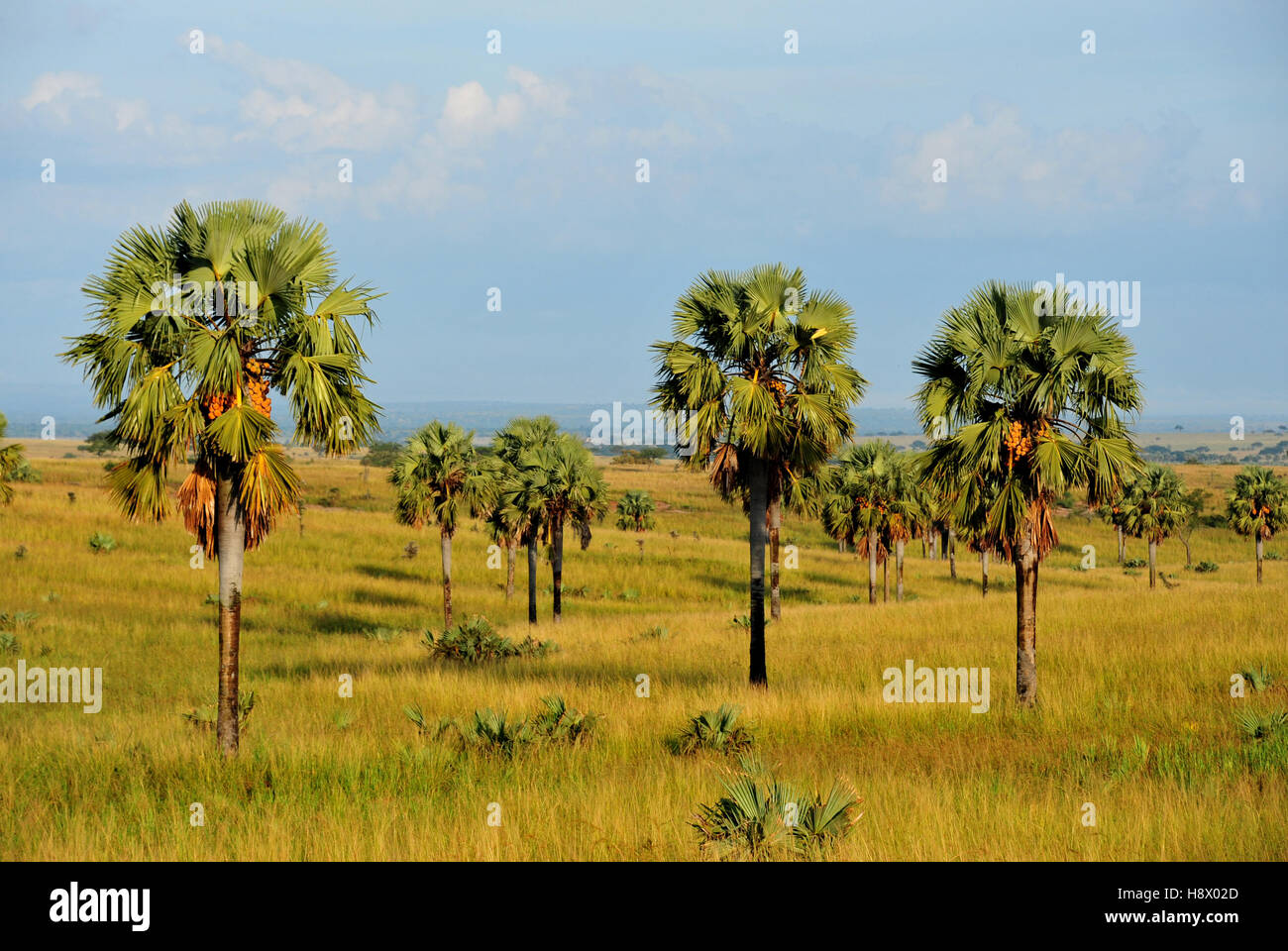 Palmyra palm trees in the savannah - Murchison Falls Uganda Stock Photo ...