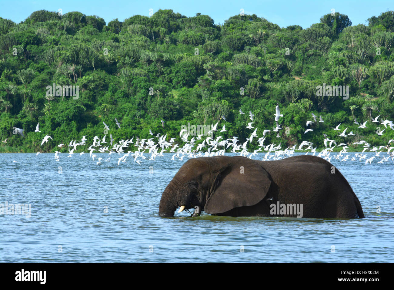 African Elephant in water - Queen Elizabeth NP Uganda Stock Photo - Alamy