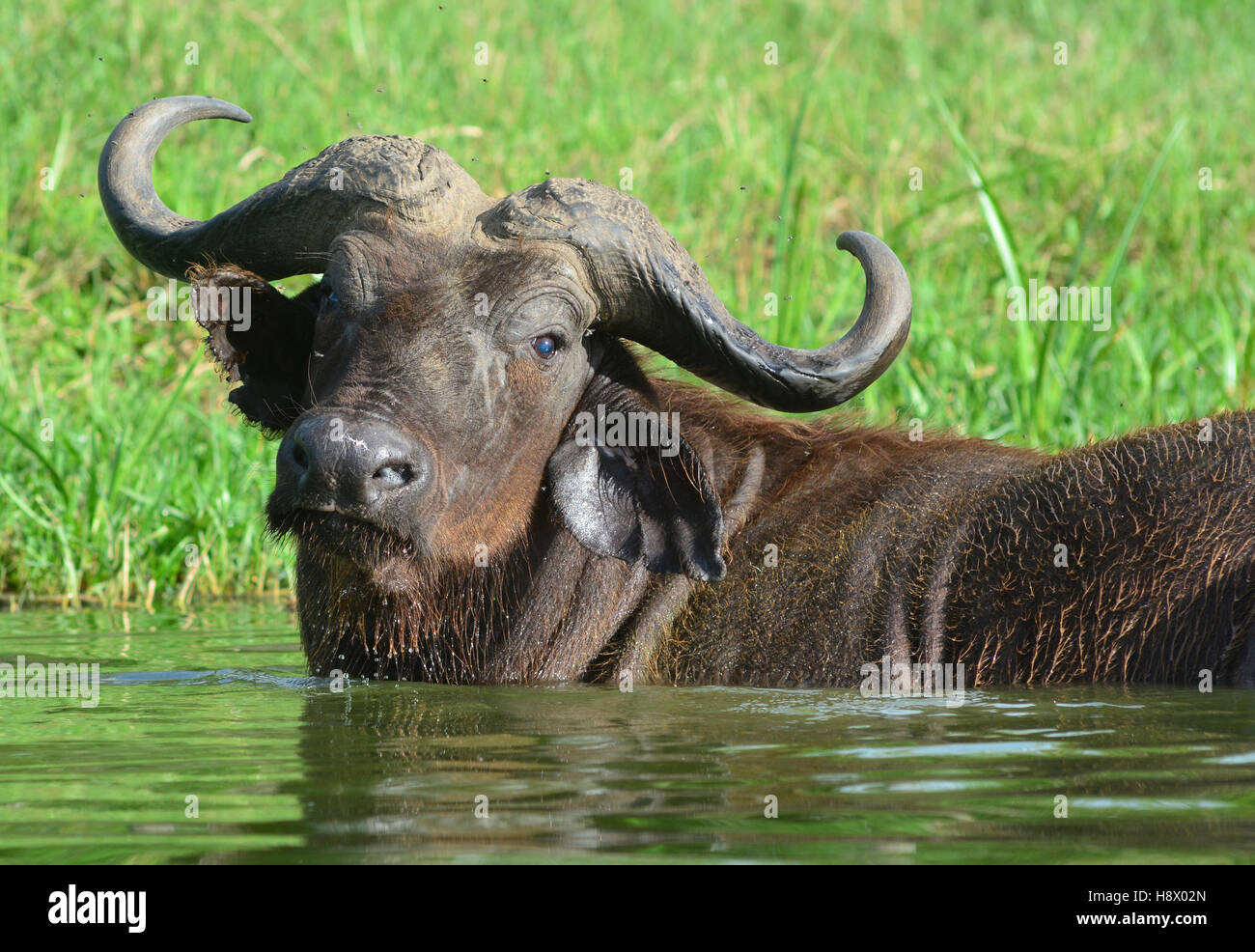 African Buffalo in water - Queen Elizabeth NP Uganda Stock Photo - Alamy
