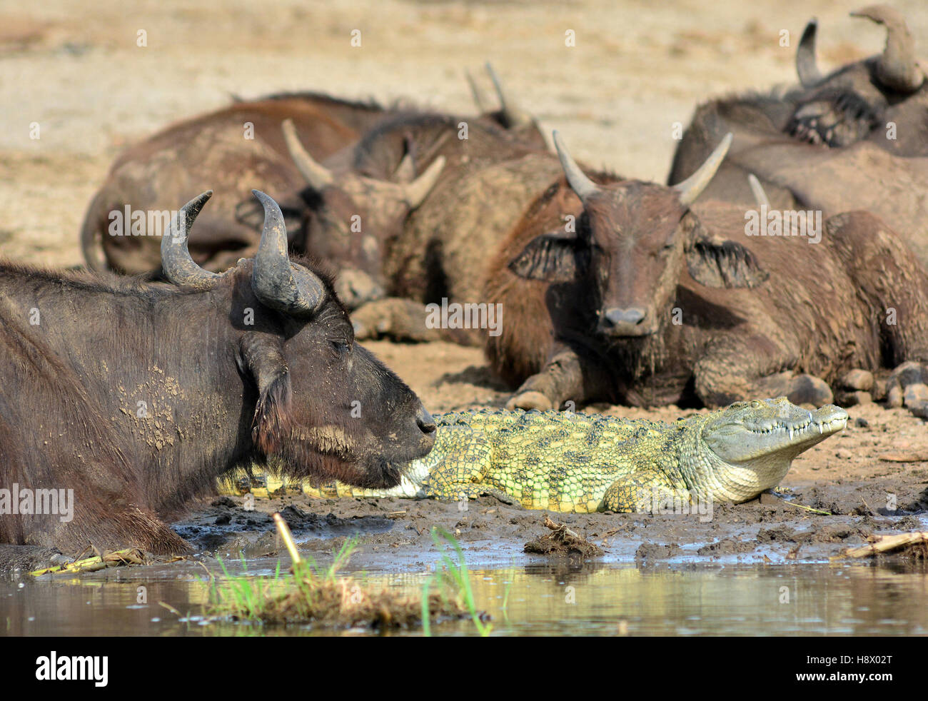 African Buffalo and Nile Crocodile resting on the river bank Stock ...