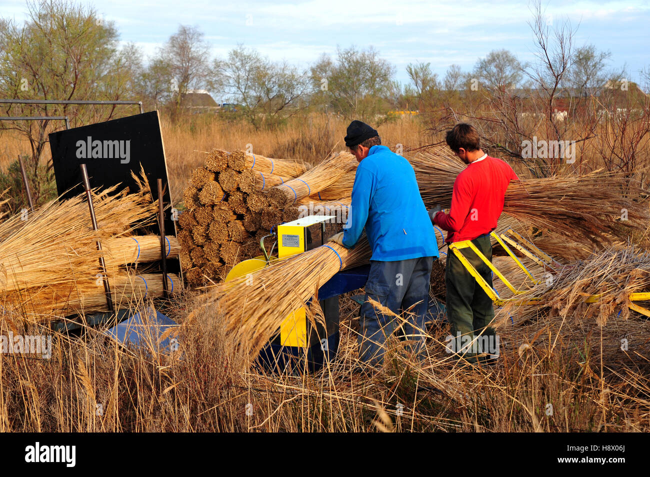 Preparation of bundles of reeds - Camargue France Stock Photo - Alamy