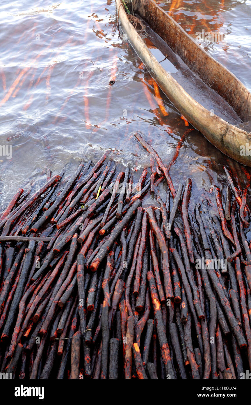 Canoe and floating mangrove logs - Lamu Kenya Stock Photo - Alamy
