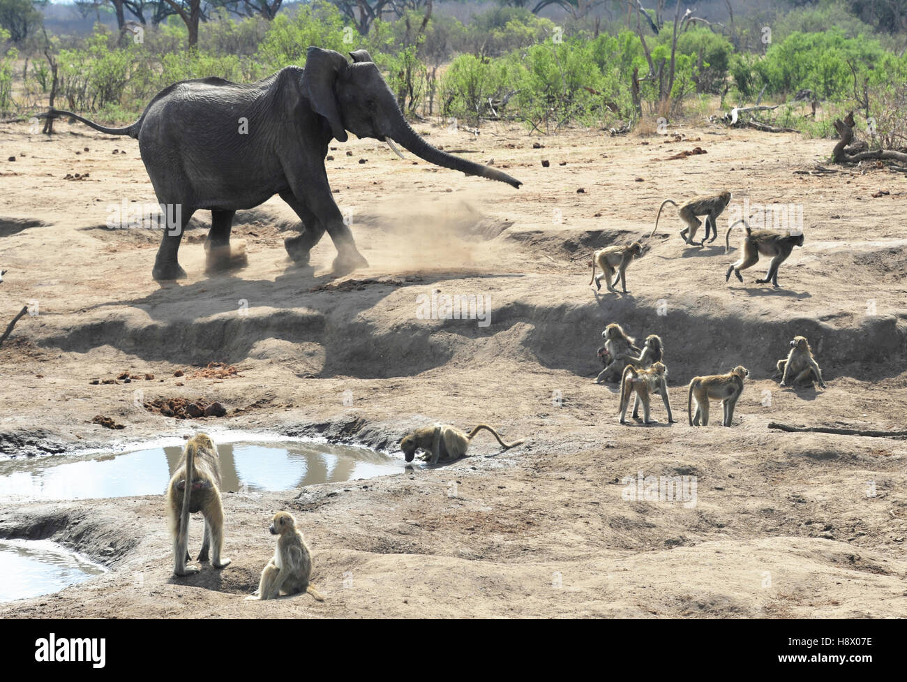 Olive Baboon And African Elephant