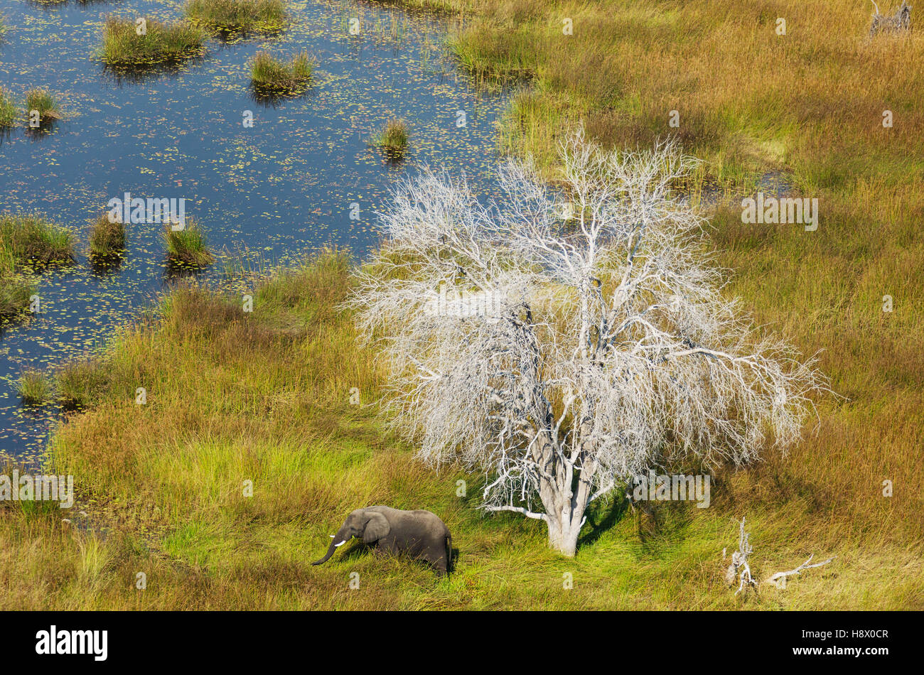 African Elephant bull in a marsh - Okavango Botswana Stock Photo - Alamy
